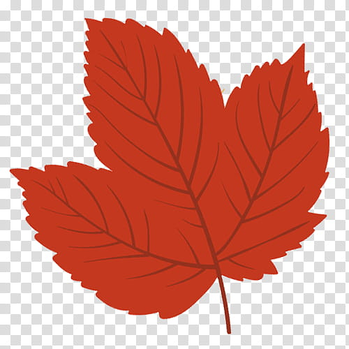 Free: Red maple leaf transparent background PNG clipart - nohat.cc