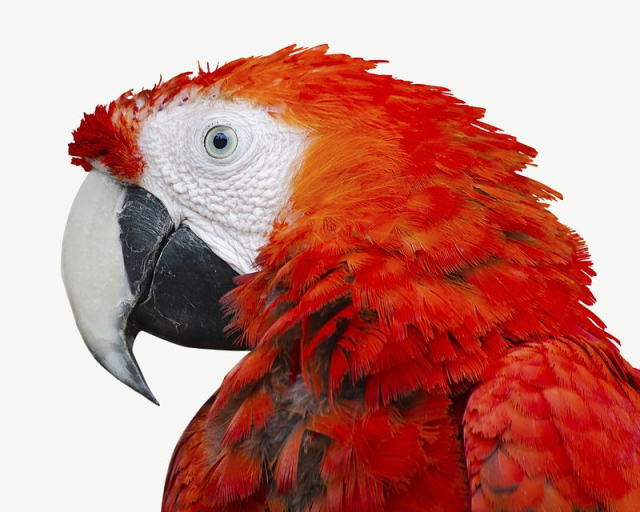 Free: Red parrot collage element psd | Free PSD - rawpixel - nohat.cc