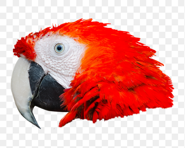 Free: Red parrot png sticker, transparent | Free PNG - rawpixel - nohat.cc