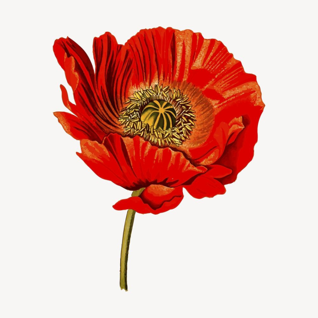 Free: Red poppy clipart, flower illustration | Free PSD - rawpixel ...