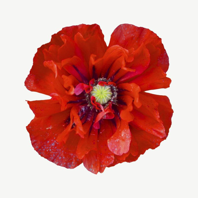 Free: Red poppy collage element, isolated | Free PSD - rawpixel - nohat.cc