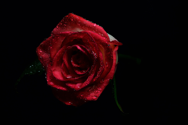 Free: Red Rose - nohat.cc
