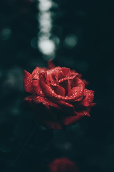 Free: red rose - nohat.cc