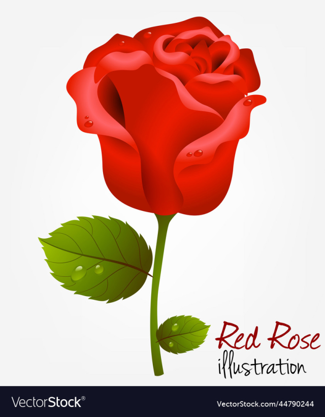 Free: red rose - nohat.cc