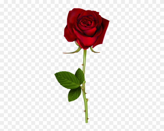 Free: Red Rose Png Transparent Image - Rose Transparent - nohat.cc