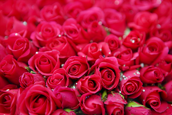 Free: Red Roses - nohat.cc