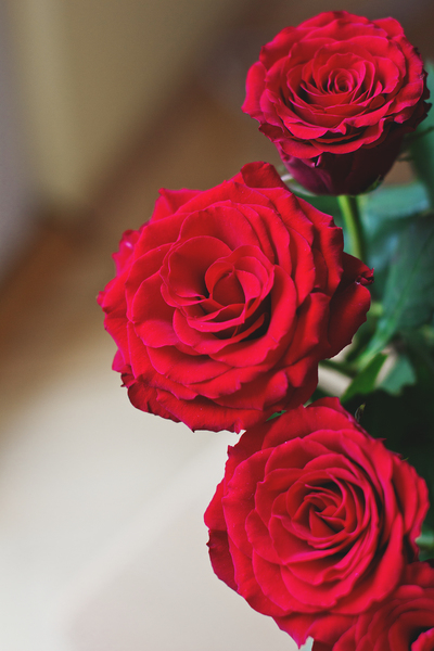 Free: Red roses - nohat.cc