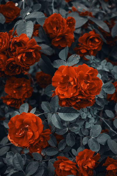 Free: Red Roses - nohat.cc