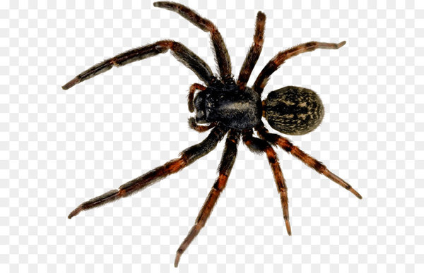 Free: Redback spider Black house spider - Spider Png Image - nohat.cc