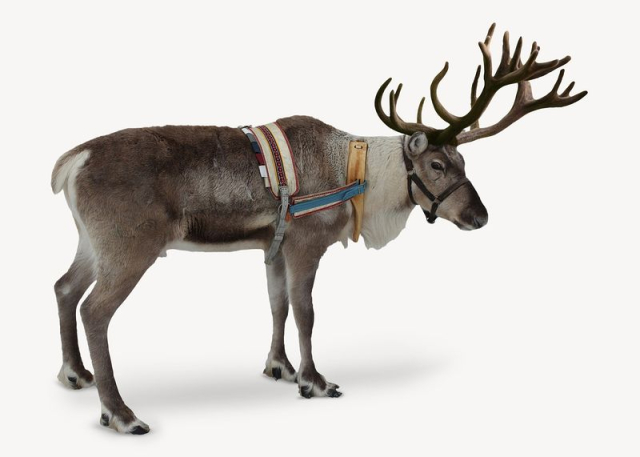 Free: Reindeer collage element, animal design | Free PSD - rawpixel ...
