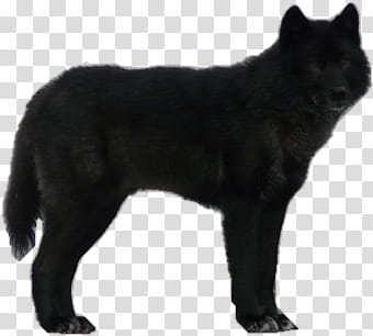 Free: Resources Overexposed, black wolf transparent background PNG ...
