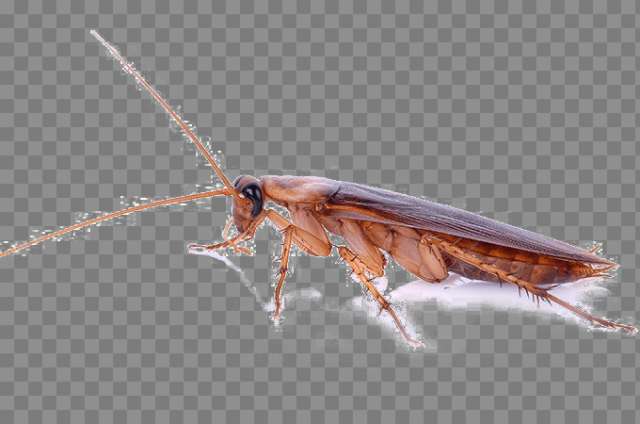 Free: Roach PNG Pic - nohat.cc