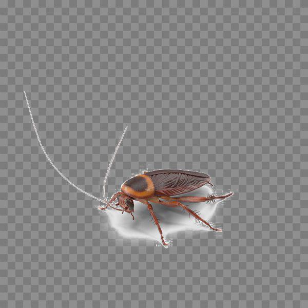 Free: Roach PNG Transparent Image - nohat.cc