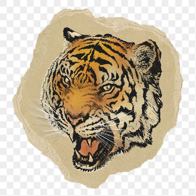 Free: Roaring tiger png sticker, ripped | Free PNG Illustration ...