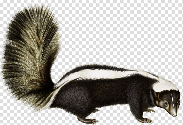 Free: Rodent Animal Fauna Fur Wildlife, skunk transparent background ...
