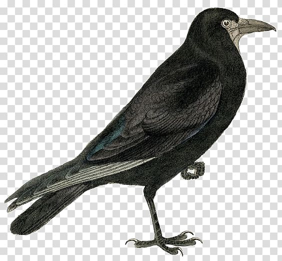 Free: Rook Common raven Bird , crow transparent background PNG clipart ...