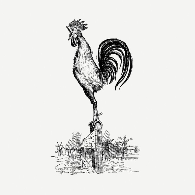 Free: Rooster crowing drawing, vintage illustration | Free PSD ...