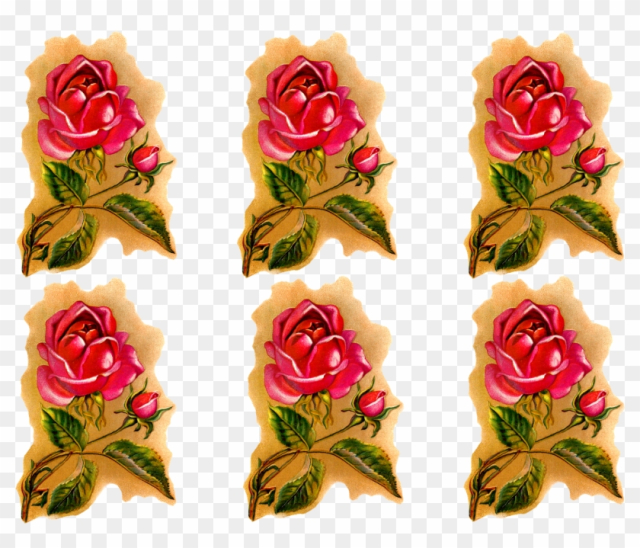 Free: Rose Flower Downloads Clip Art - Garden Roses - nohat.cc