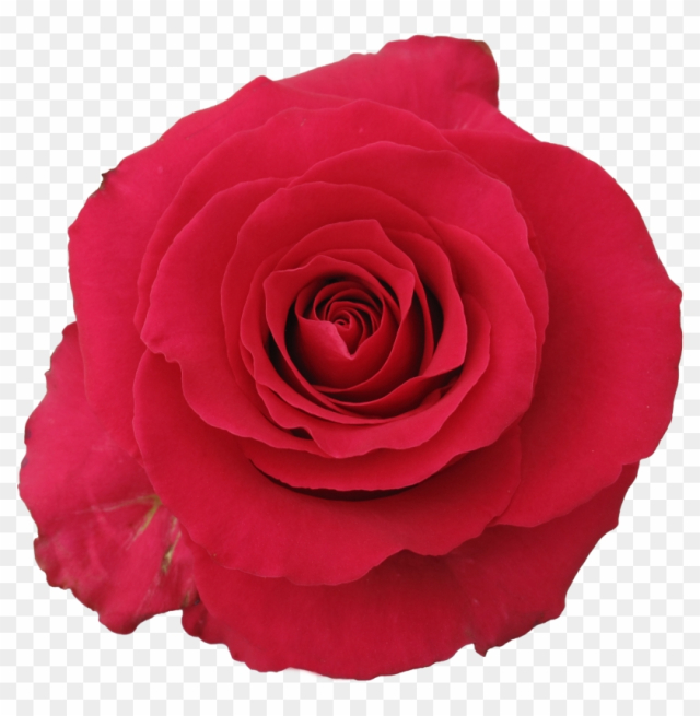 Free: Rose Gotcha - Garden Roses - nohat.cc