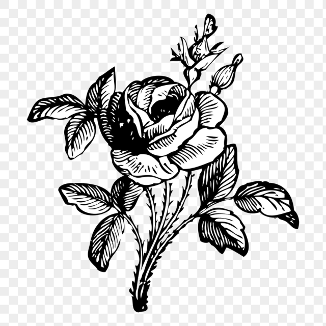 Free: Rose png sticker, flower illustration, | Free PNG - rawpixel - nohat.cc