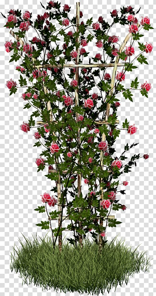 Free: Rose Shrub Plant Flower, rose transparent background PNG clipart ...