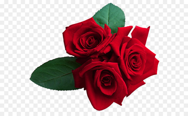 Free: Rose Wallpaper - Red Roses PNG Clipart Image - nohat.cc