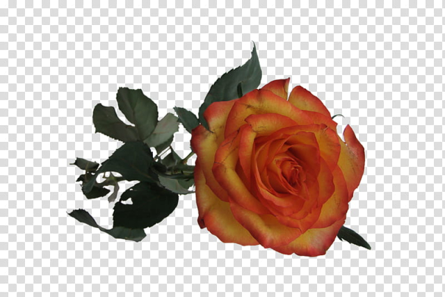 Free: Roses , D yellow and red rose transparent background PNG clipart ...