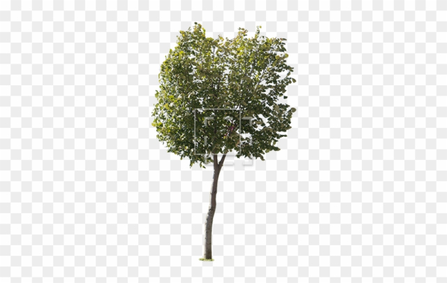 Free: Round Green Leaf Tree - Tree Entourage - nohat.cc