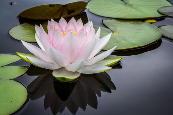 Free: rule of thirds photography of pink and white lotus flower ...