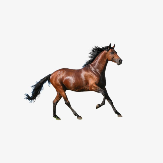 Free: Running Horse, Horse Clipart, Steed, Run PNG Image and Clipart ...