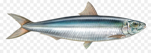 Free: Sardine Milkfish Yellowfin tuna - eat fish - nohat.cc