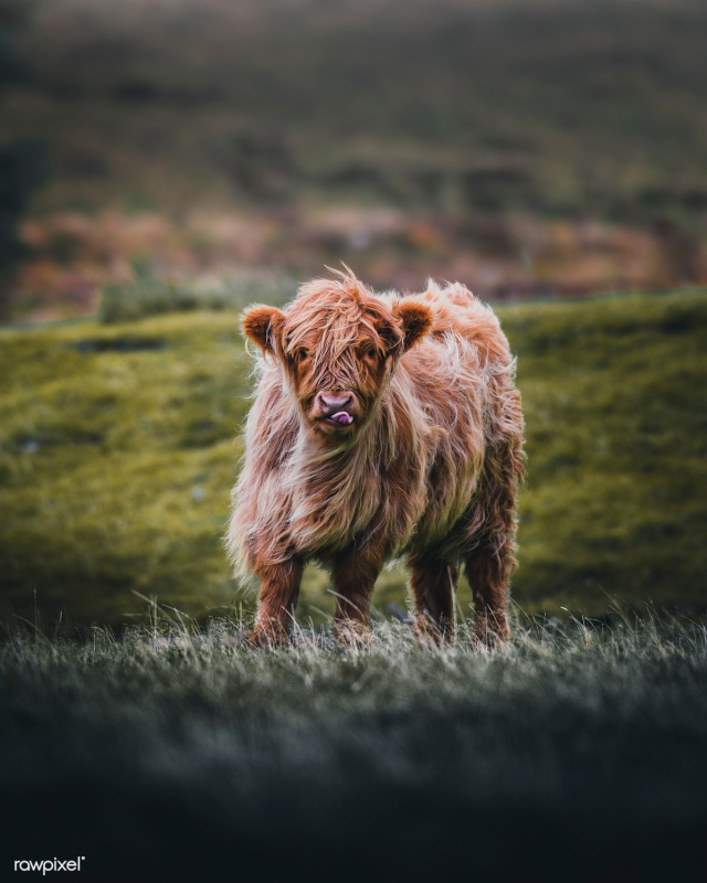 Free: Scottish cattle in the highlands | Free stock photo - 543456 ...