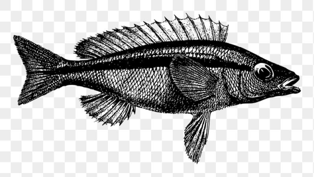 Free: Sea fish png sticker illustration, | Free PNG - rawpixel - nohat.cc