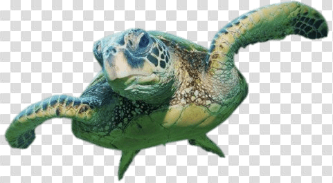 Free: Sea Turtle Front View transparent PNG - StickPNG - nohat.cc