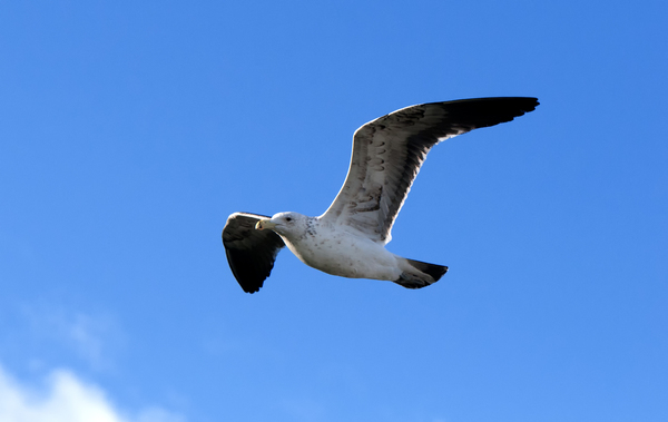 Free: Seagull Flying - nohat.cc