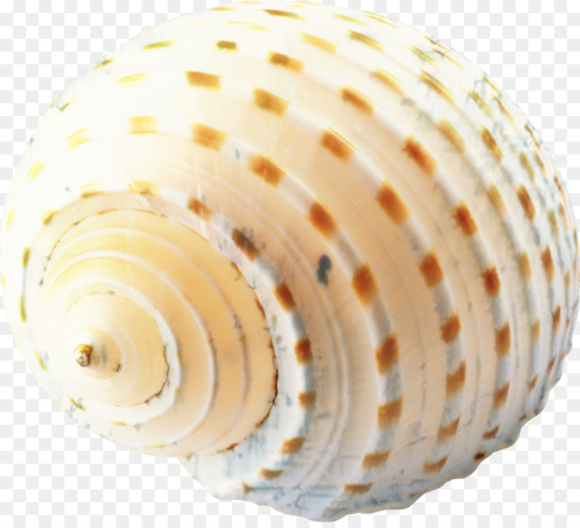 Free: Seashell, Conch, Desktop Wallpaper, Shell PNG - nohat.cc