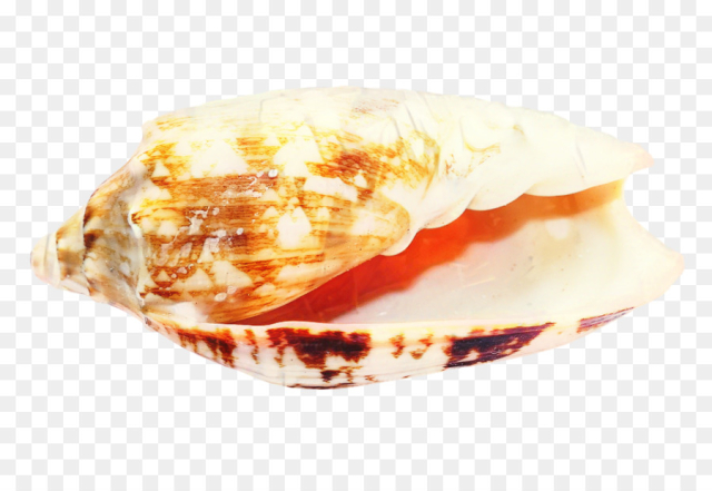 Free: Seashell, Mussel, Conch, Food, Dish PNG - nohat.cc