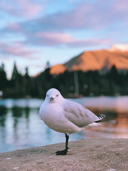 Free: Selective Focus Photo Of White Seagull - nohat.cc