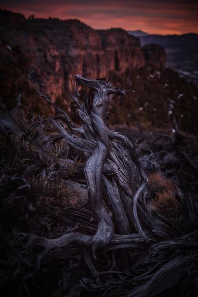 Free: selective focus photograph of roots - nohat.cc