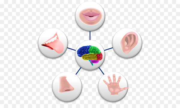 Free: Sense Perception Sensory nervous system Sara Valentine Holistic ...