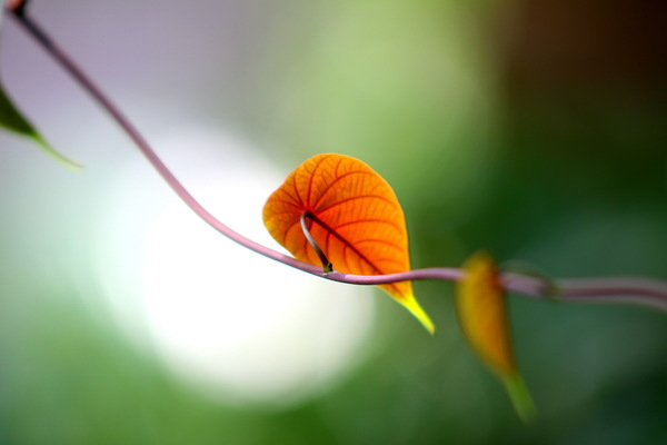 Free: Shallow Depth of Field Photography of Brown Leaf - nohat.cc