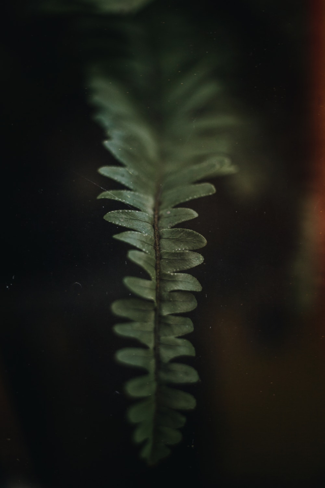 Free: Shallow Focus Photo Of Green Leaf - nohat.cc