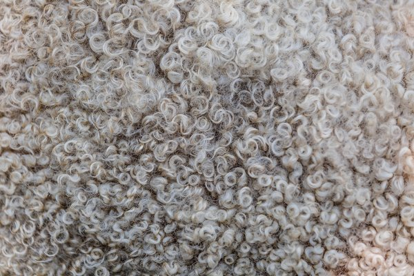 Free: Sheep Wool Texture - nohat.cc