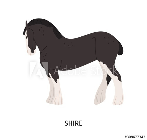 Free: Shire horse flat vector illustration - nohat.cc
