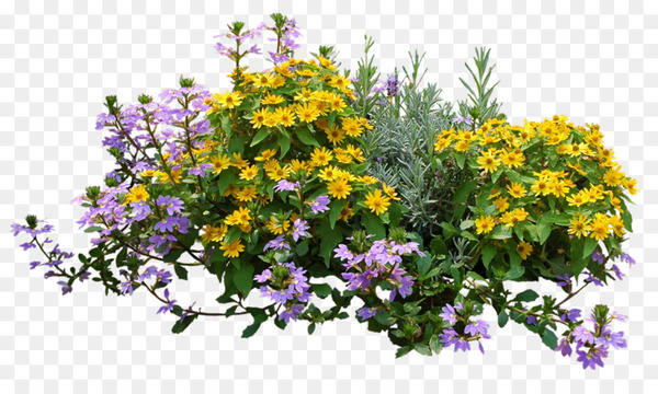 Free: Shrub Flower garden Rose - shrub plan - nohat.cc