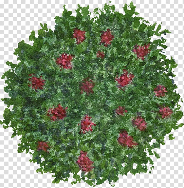 Free: Shrub Tree, Bush flowers transparent background PNG clipart ...