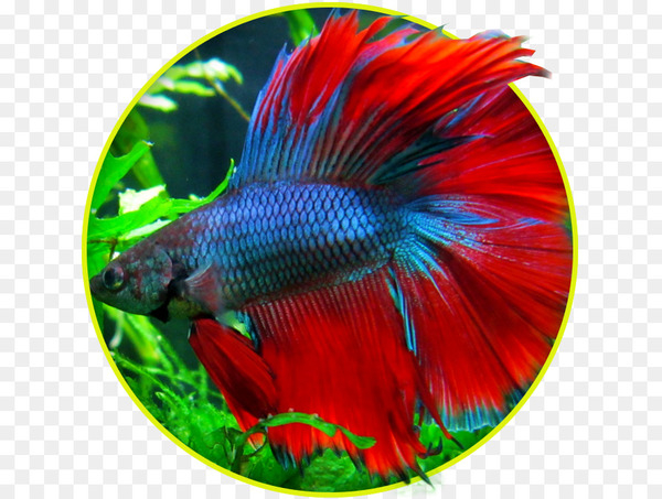 Free: Siamese fighting fish Goldfish Aquarium Pet - betta - nohat.cc