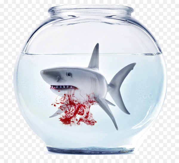 Free: Siamese fighting fish Goldfish Aquarium Shark - Bloodthirsty ...