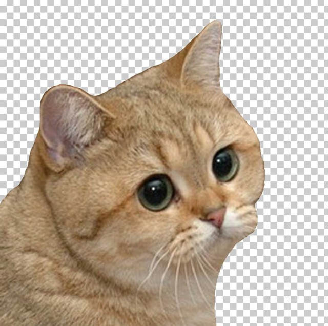 Free: Siberian Cat Bengal Cat Grumpy Cat Doge Lolcat PNG, Clipart ...