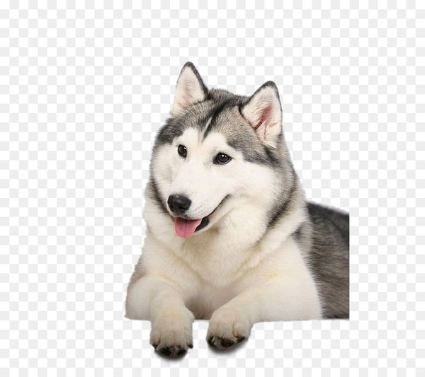 Free: Siberian Husky Alaskan Malamute Pug Puppy - Husky dog - nohat.cc